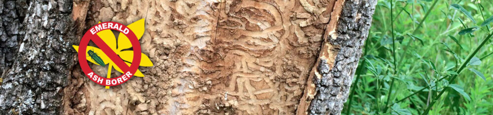 Advanced Tree & Shrub Care l DFW Tree Service | Arborist