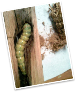 All You Need to Know About Carpenter Worms - Advanced Tree Care