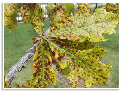 Advanced Tree & Shrub Care l DFW Tree Service | Arborist