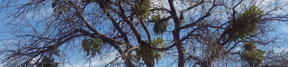 Advanced Tree & Shrub Care l DFW Tree Service | Arborist