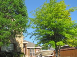 Advanced Tree & Shrub Care l DFW Tree Service | Arborist