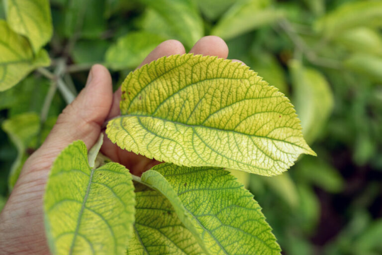 Treating Chlorosis in Trees - Advanced Tree & Shrub Care, Inc.