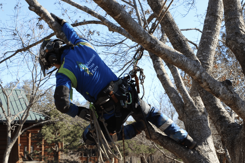 Photo Gallery - Advanced Tree & Shrub Care, Inc.