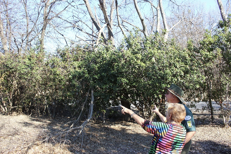 Advanced Tree & Shrub Care l DFW Tree Service | Arborist