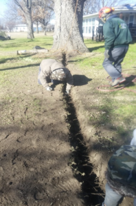 Lightning Protection - Advanced Tree & Shrub Care, Inc.