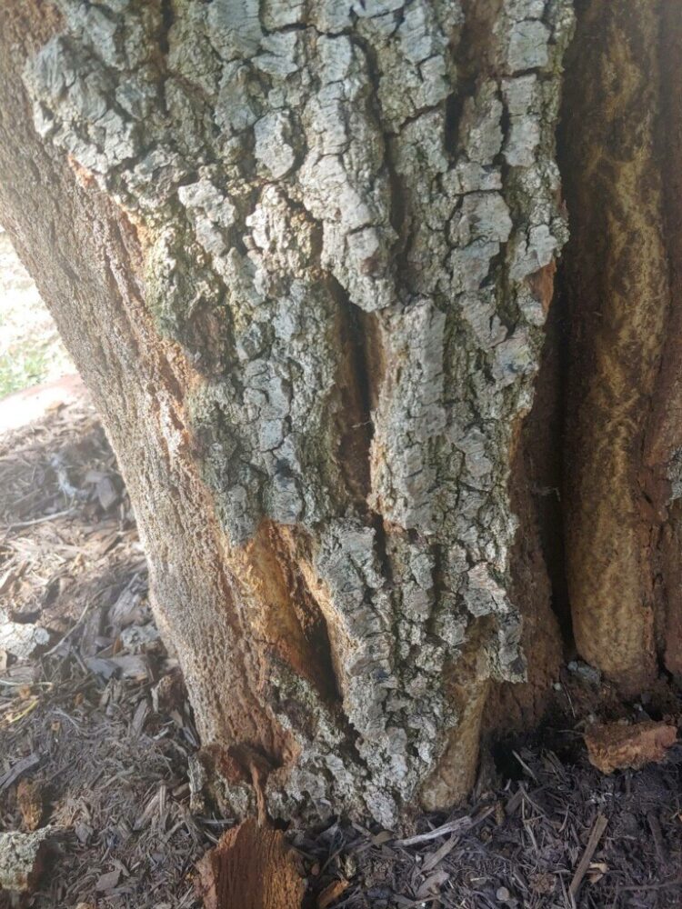 Tree Health Diagnosis - We Save Sick Trees