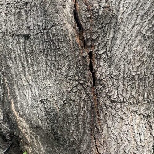 Specialized Tree Services - Advanced Tree & Shrub Care, Inc.