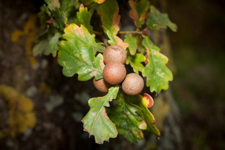 Oak Galls: Strange Growths and What to Do About Them - Advanced Tree ...