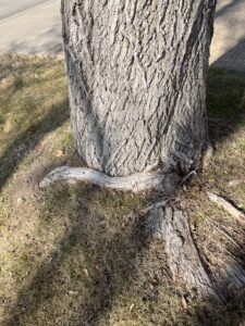 Tree Trouble: When Tree Roots Become a Strangling Hazard